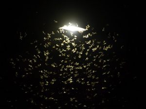 Do LED Lights Attract Bugs? [Solved]