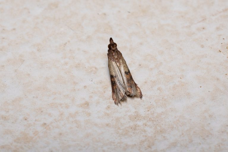 Mothballs in the Kitchen: Effective How-To Guide for Safe Use